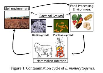 contamination cycle | List_MAPS